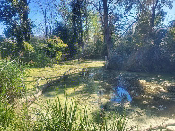 Wetlands doing what they do best: creating mysterious, primordial landscapes where you half-expect to see dinosaurs wading through. 
