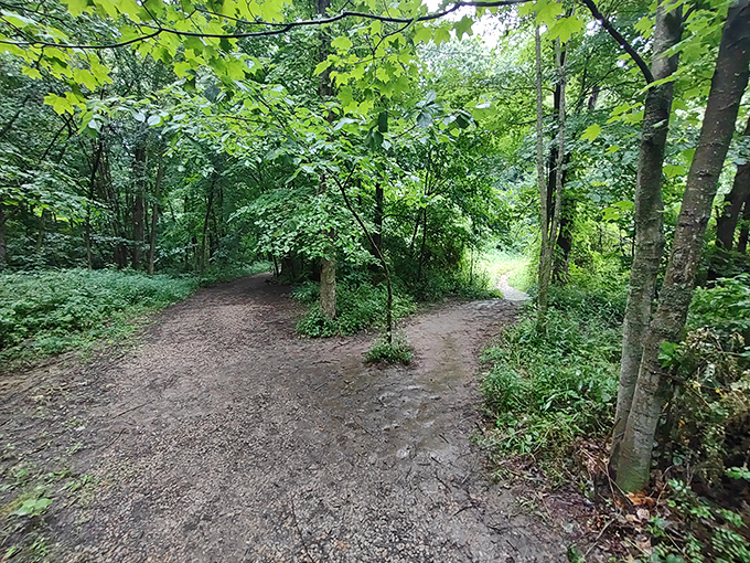 Decision time at the forest crossroads. Robert Frost would have something poetic to say&mdash;I'd just suggest taking both paths eventually.