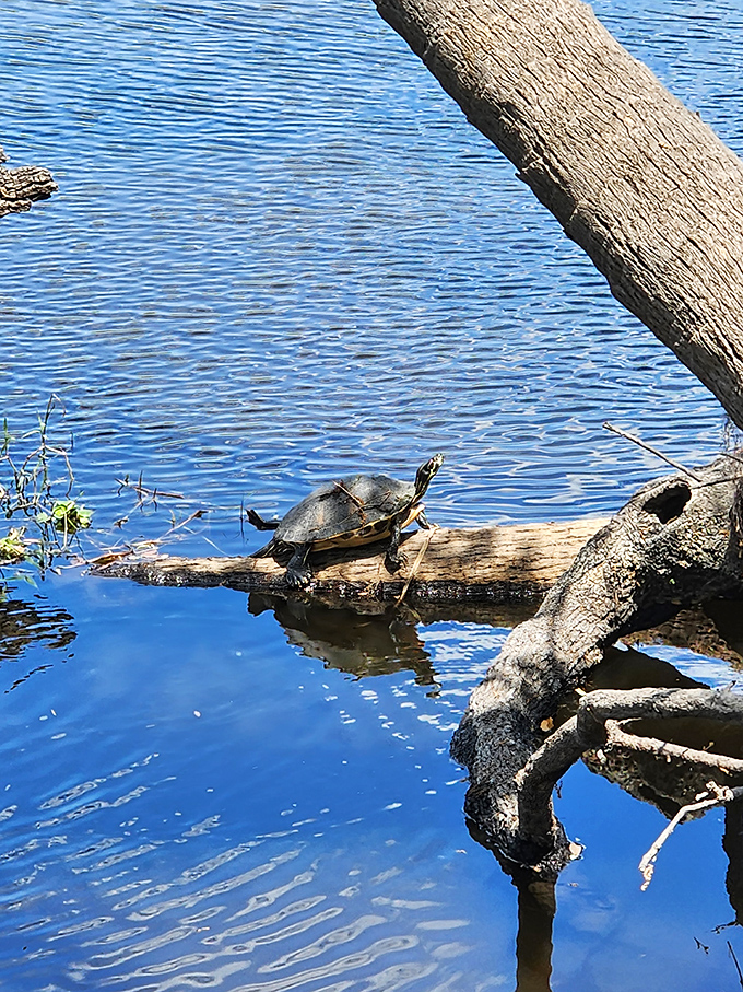 The original tiny house movement pioneer, this turtle has mastered the art of slow living and portable real estate in Myakka's pristine waters.