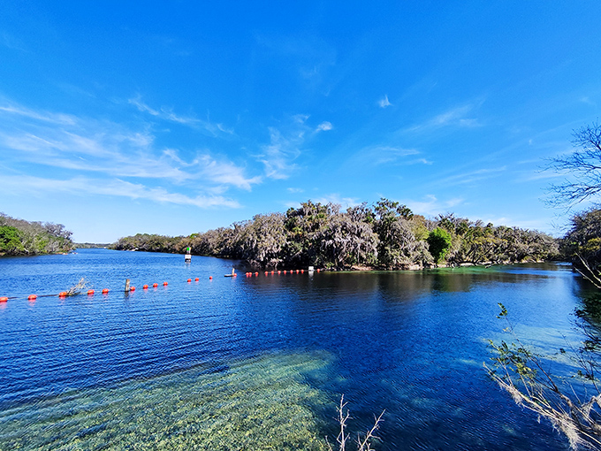 Blue Spring's waters are so clear, the fish probably think they're flying instead of swimming!
