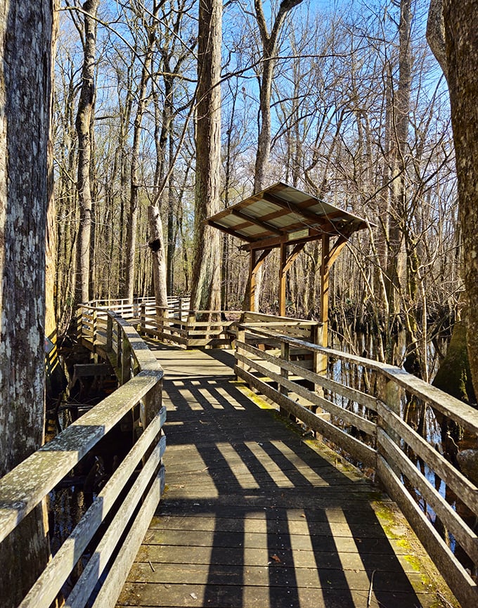 Francis Beidler Forest: Ancient cypress trees stand like wise old sentinels in this primeval swamp where time seems to move at nature's pace.