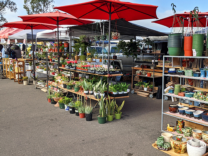 Kobe Swap Meet's plant paradise! Green treasures await adoption by home gardeners seeking botanical bargains.