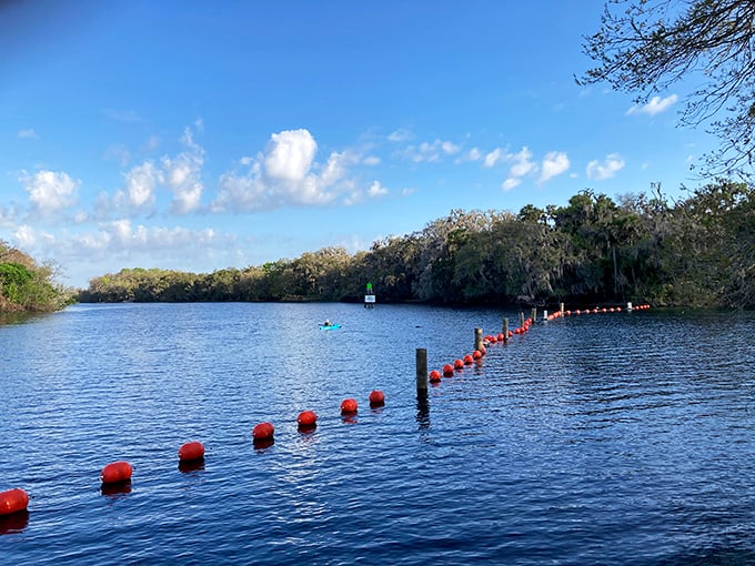 Social distancing, manatee-style. Winter at Blue Spring means these gentle giants have the ultimate Florida vacation home.
