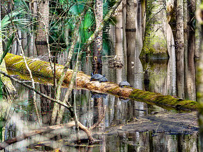 Francis Beidler Forest: The boardwalk floats you through a world where thousand-year-old trees have witnessed history most textbooks forgot.