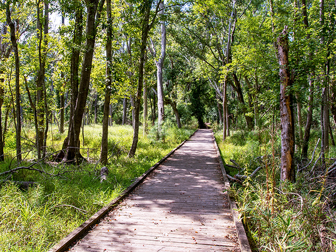The boardwalk threading through wetlands &ndash; nature's own version of the yellow brick road, minus the singing munchkins.