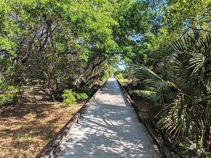 Nature's cathedral: sunlight filters through the maritime forest canopy along this boardwalk. Silence here feels sacred, interrupted only by birdsong.