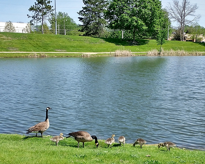 A Canada goose family parades along the shoreline, the ultimate Moline tour guides showing their goslings the prime waterfront real estate.