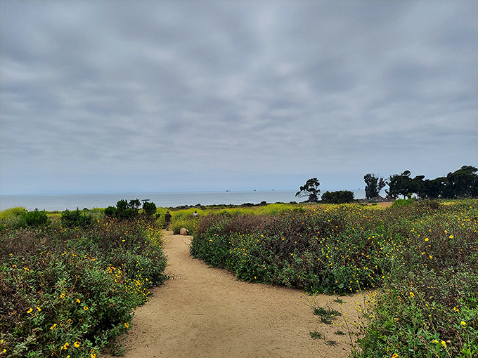 Mother Nature's finest walking path winds through coastal wildflowers toward an ocean view that makes smartphone cameras seem woefully inadequate.