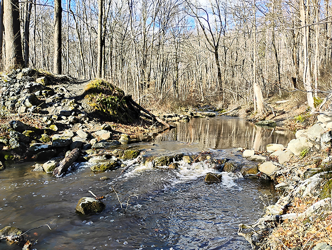 Winter's retreat reveals hidden treasures. This woodland stream carves its patient path through Nockamixon's forests, creating nature's own meditation soundtrack.