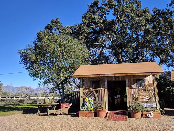 This rustic wooden farm stand proves that sometimes the most magical experiences come in packages small enough to miss if you blink.
