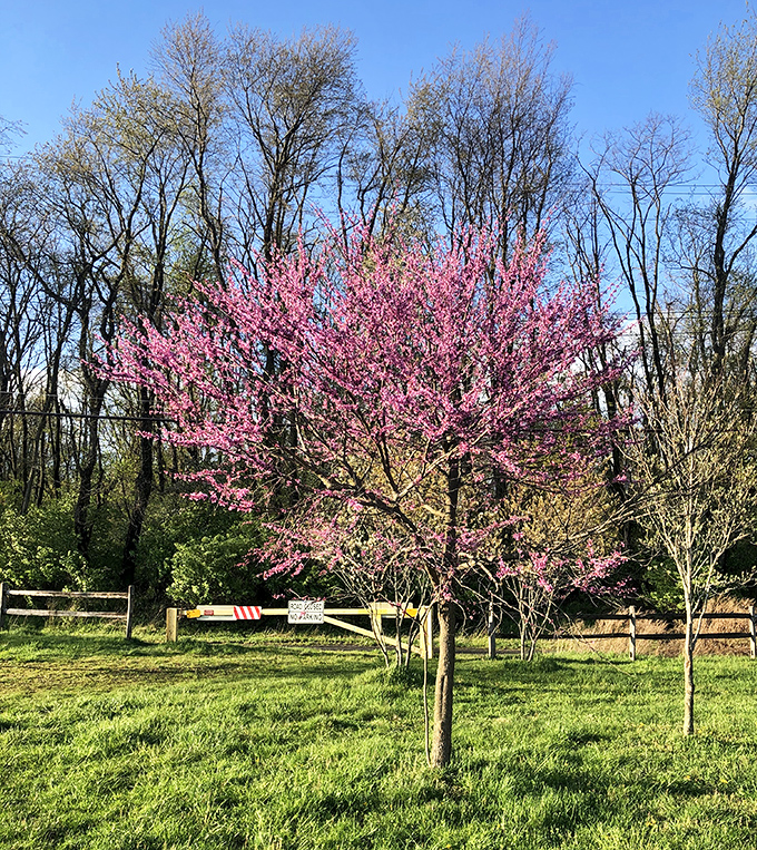 Spring's pink fireworks display courtesy of this Eastern Redbud tree. Nature's way of saying, "Winter's officially fired &ndash; let's get this party started!"