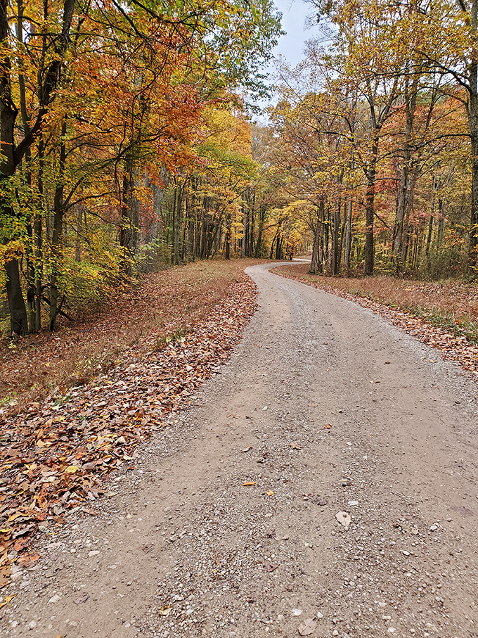 Autumn transforms this forest road into Mother Nature's red carpet leading to her greatest performance.