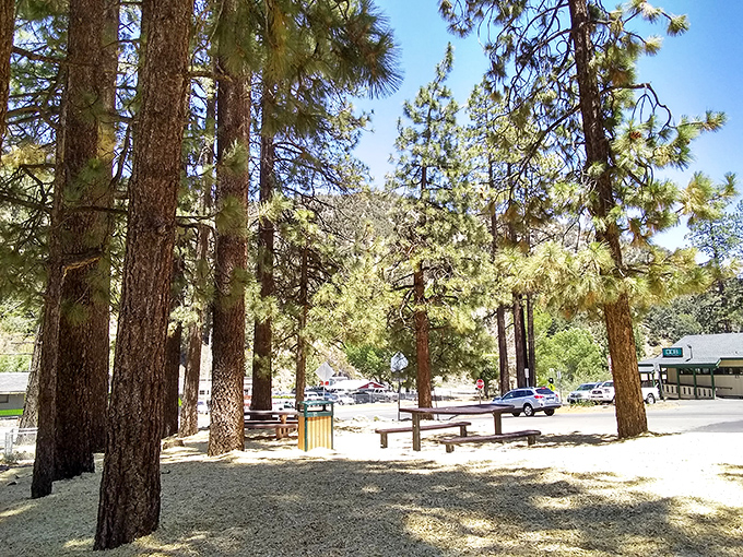 Towering pines create nature's cathedral at this peaceful park, offering shade and serenity away from digital distractions.