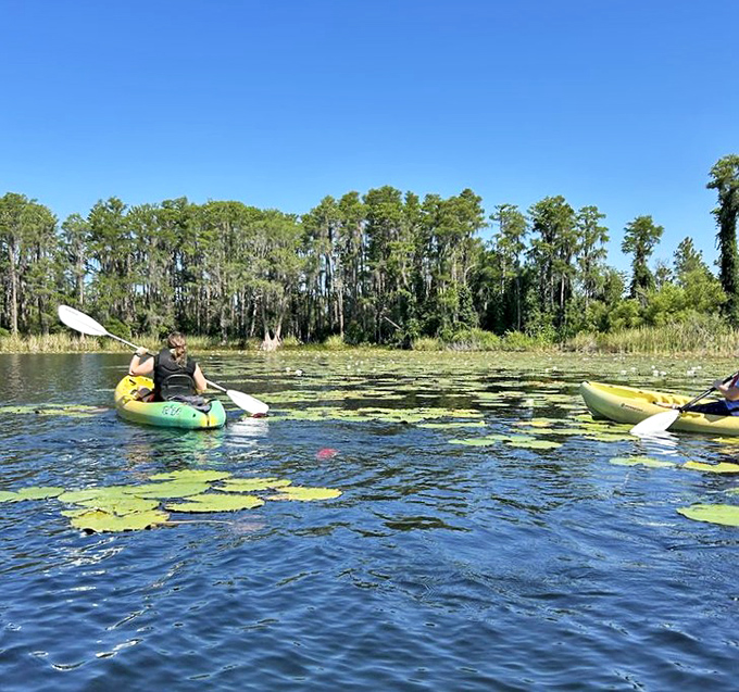 Kayaking among lily pads feels like gliding through a Monet painting. The only traffic here is the occasional turtle crossing.