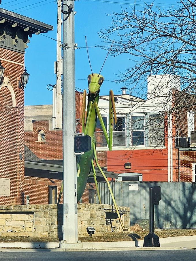 Peeking between downtown buildings, KokoMantis creates that perfect "Wait, is that a...?" double-take moment for first-time Kokomo visitors.
