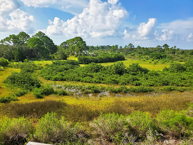Salt marshes stretch endlessly, painted in nature's palette of greens that would make Monet weep.