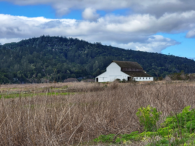 White barns dot the landscape like chess pieces on nature's board, a pastoral scene that would make even Monet reach for his paintbrush.