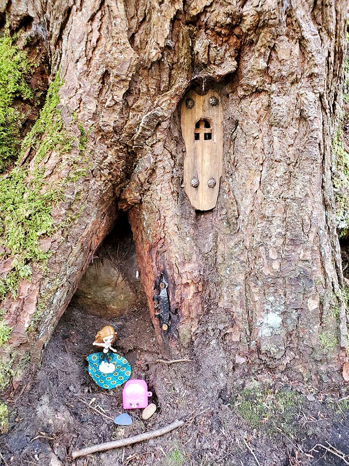 Woodland whimsy at its finest! Someone's created a fairy neighborhood that makes you wonder if the forest comes alive after dark.