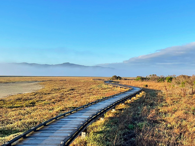 This wooden boardwalk leads through marshlands where great blue herons practice their patient fishing techniques.