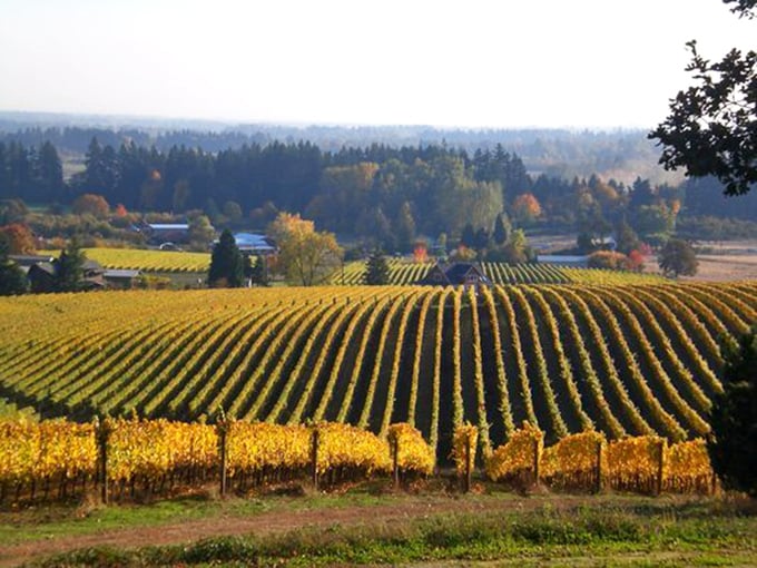 Rolling vineyards near the coast paint the landscape in golden hues. Oregon's wine country proves that grapes, like people, thrive with an ocean view.