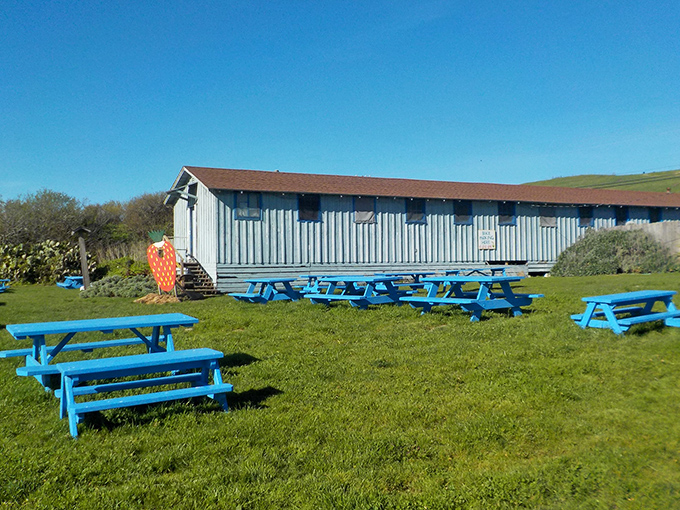 Bright blue picnic tables invite visitors to linger under the California sky&mdash;the perfect setting for berry-stained conversations.