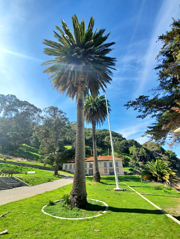 Palm trees standing guard like California's version of Buckingham Palace guards, only with better views and no funny hats.