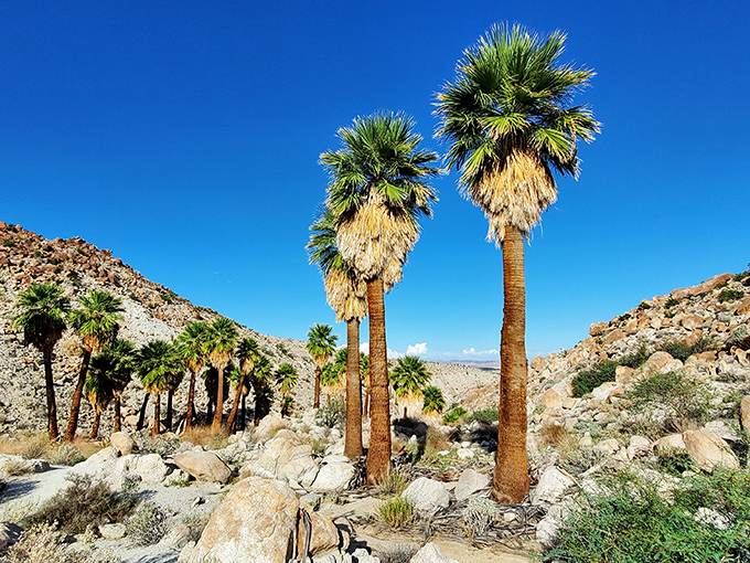 Prehistoric-looking palm sentinels stand guard over the desert, their shaggy "skirts" providing crucial habitat for countless desert creatures.