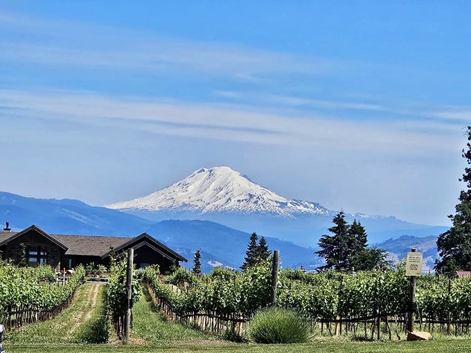 Mount Hood stands majestically in the distance, as if posing specifically for your vacation photos. The vineyard rows create perfect leading lines.