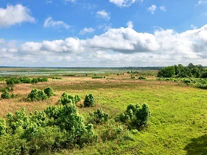 Paynes Prairie stretches toward the horizon like Florida's answer to the Serengeti. This vast savanna harbors wild horses, bison, and countless birds.