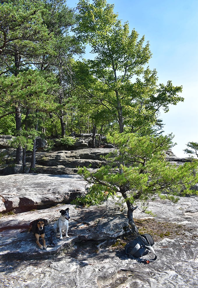 Four-legged hiking companions enjoying their version of "the good life." Dogs understand the joy of outdoor adventures better than anyone.