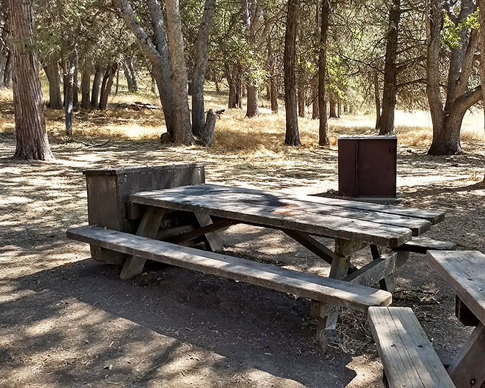 Lunch with a side of serenity. This no-frills picnic spot offers something no five-star restaurant can—absolute tranquility under a canopy of pines.