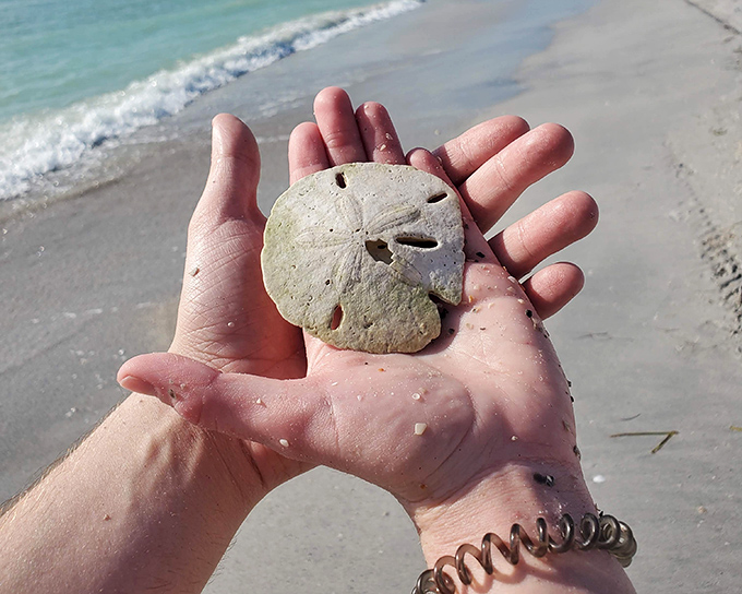 "Home sweet home," whispered the tiny sea creature who once occupied this perfect sand dollar. A beach treasure worth more than its namesake.