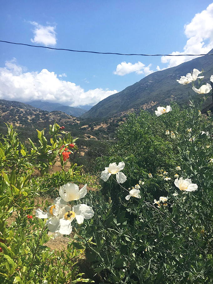 Spring Hill Ranch represents the agricultural heart that keeps this valley community thriving authentically.