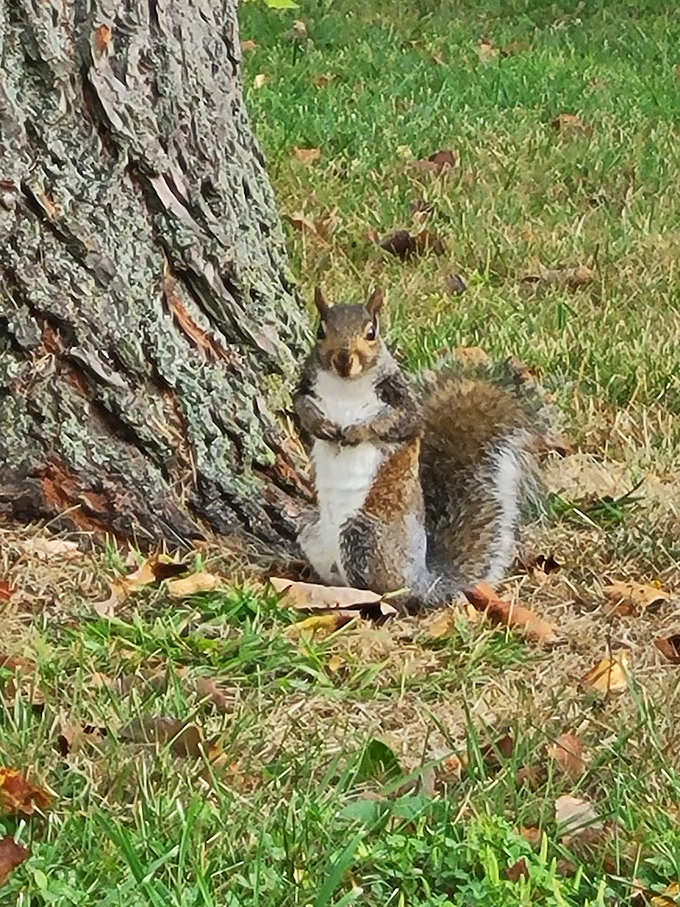 "Got any snacks?" This furry local doesn't understand personal space but makes up for it with photogenic charm and impeccable timing.