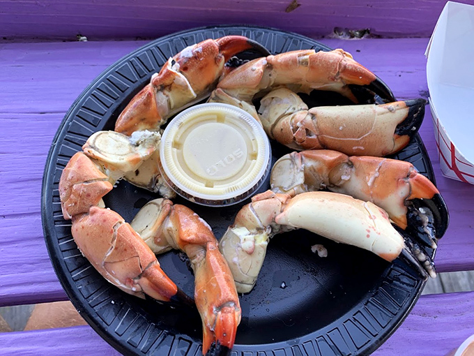 Stone crab claws arranged like a delicious crown, their sweet meat waiting to be dipped in that magical mustard sauce. Florida's edible treasure.