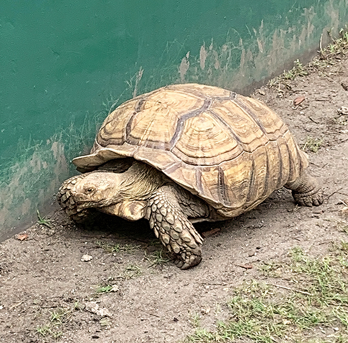 The tortoise moves with the unhurried pace of someone who has outlived their mortgage and has nowhere particular to be. 