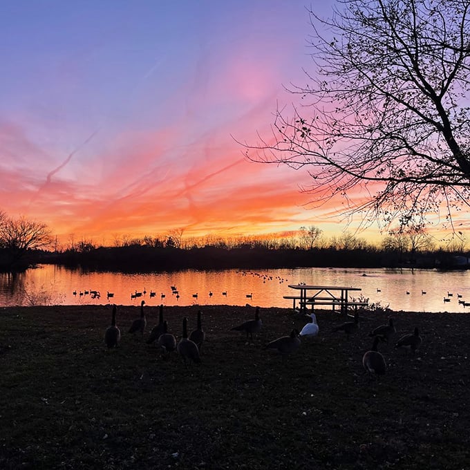 Nature's putting on a sunset show at the local pond, turning the water into liquid gold while geese provide the evening's ambient soundtrack.