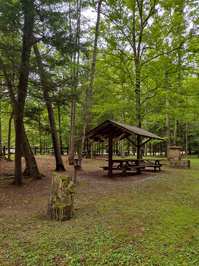 Rustic picnic pavilions nestled among towering pines&mdash;where "dining al fresco" meets "is that a chipmunk eyeing my sandwich?"