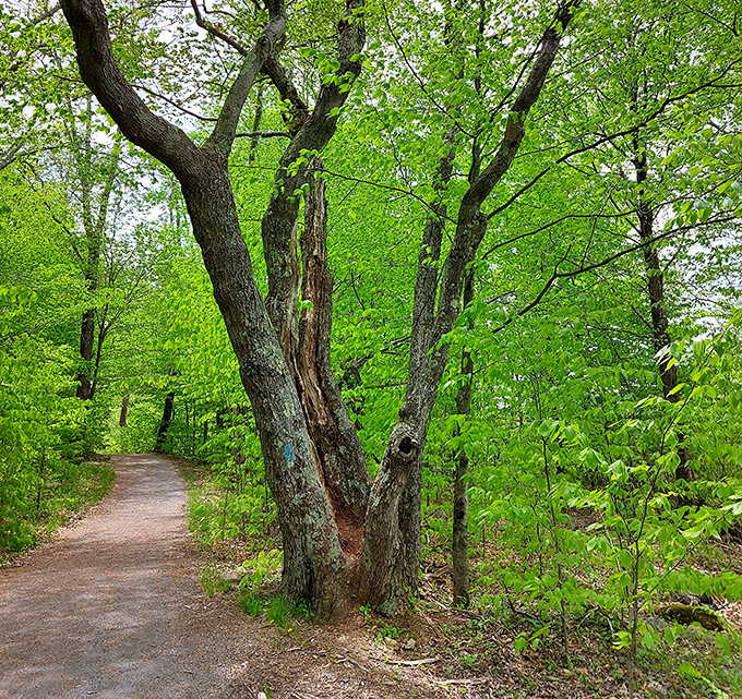 Mother Nature's architectural masterpiece frames the path. This ancient tree has witnessed generations of hikers seeking woodland solace.