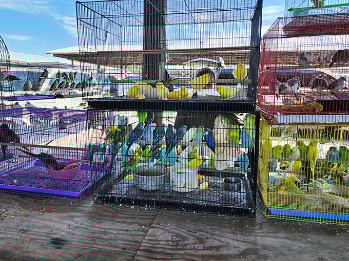 A rainbow of feathers and symphony of chirps. These colorful companions remind us why pet sections at flea markets are always worth visiting.