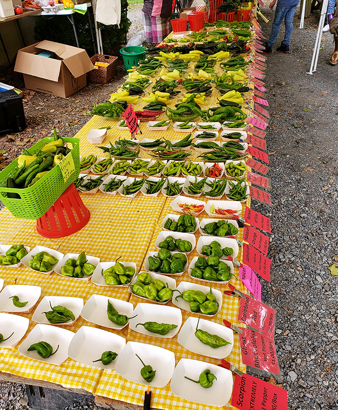 Nature's fiery jewels, arranged with mathematical precision. These peppers promise culinary adventures that your taste buds won't soon forget.