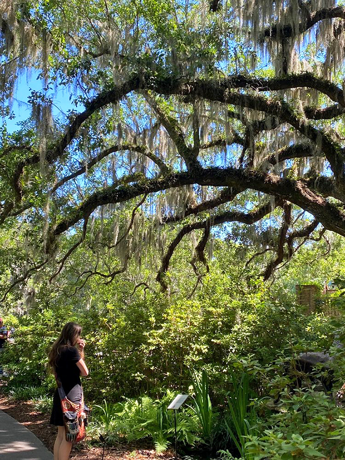 Beneath cathedral-like canopies of moss-draped oaks, visitors find moments of quiet contemplation amid nature's grandest design.