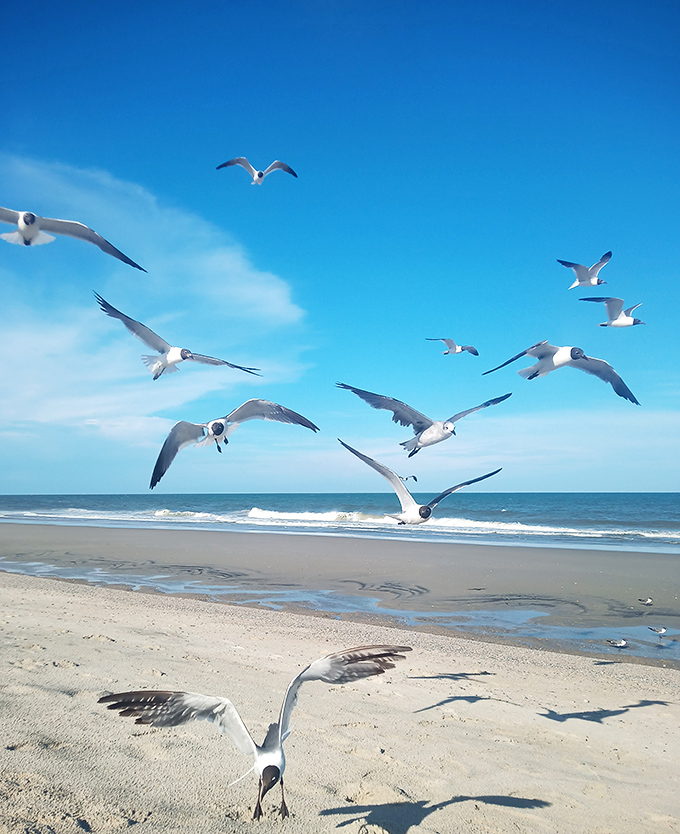 Seagull convention in full swing! These aerial beach inspectors arrive promptly at lunchtime, suspiciously eyeing your sandwich with professional interest.