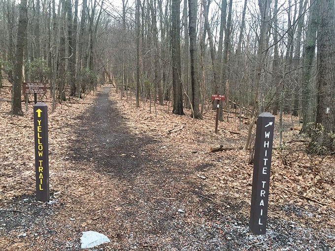 Trail junction decisions that feel like life choices. Yellow or White? Both lead to adventure, neither leads to your couch.