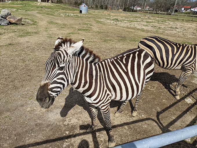 Georgia zebras: living proof that sometimes the most extraordinary experiences are hiding just off the interstate.
