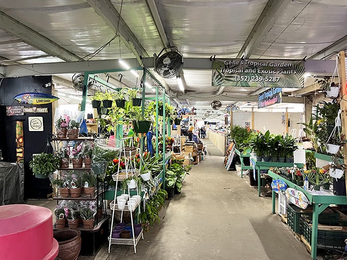 Fresh tropical plants transform this corner into Florida's most affordable indoor jungle, fans included for comfort.