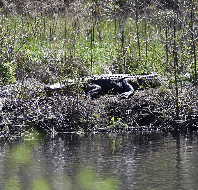 Prehistoric roommate alert! This sunbathing alligator looks like he's been paying rent on this spot since the Jurassic period.