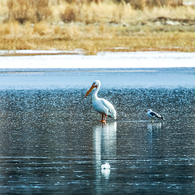 Even the wildlife knows Big Bear is special&mdash;this pelican clearly booked the premium lakefront package and isn't sharing his fishing spot.