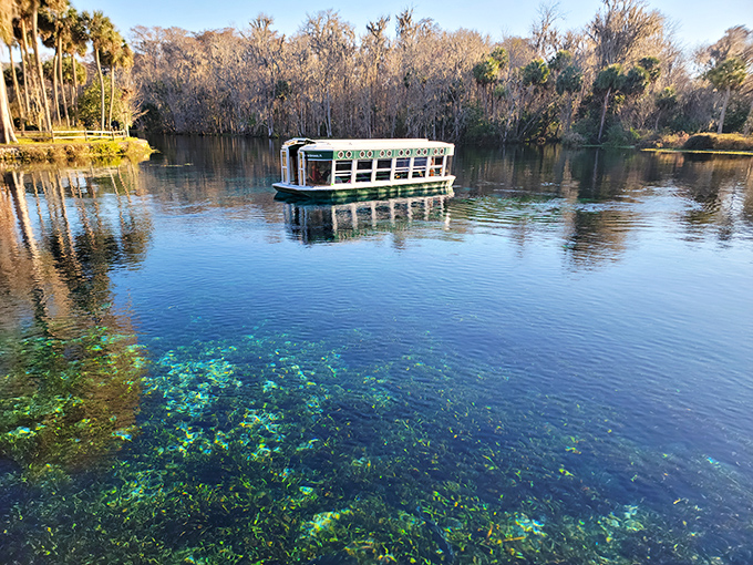 The glass-bottom boat glides over underwater gardens that make your neighbor's prized landscaping look like amateur hour. 