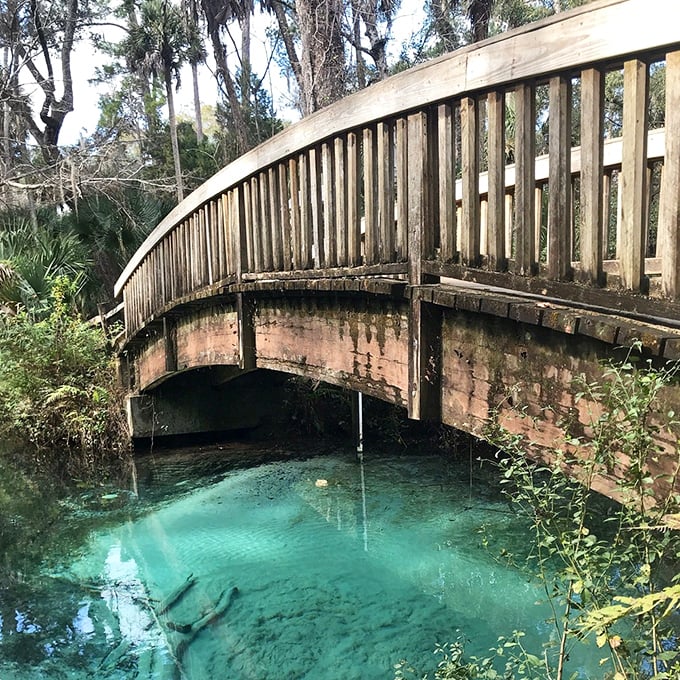 This rustic wooden bridge spans one of Juniper's smaller springs, offering both passage and the perfect vantage point for spotting underwater treasures.